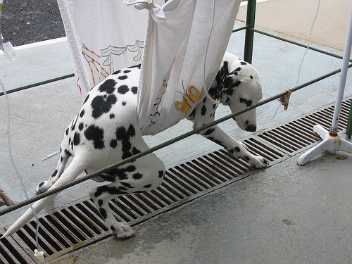 Botulismo em Cães • Bichos Online